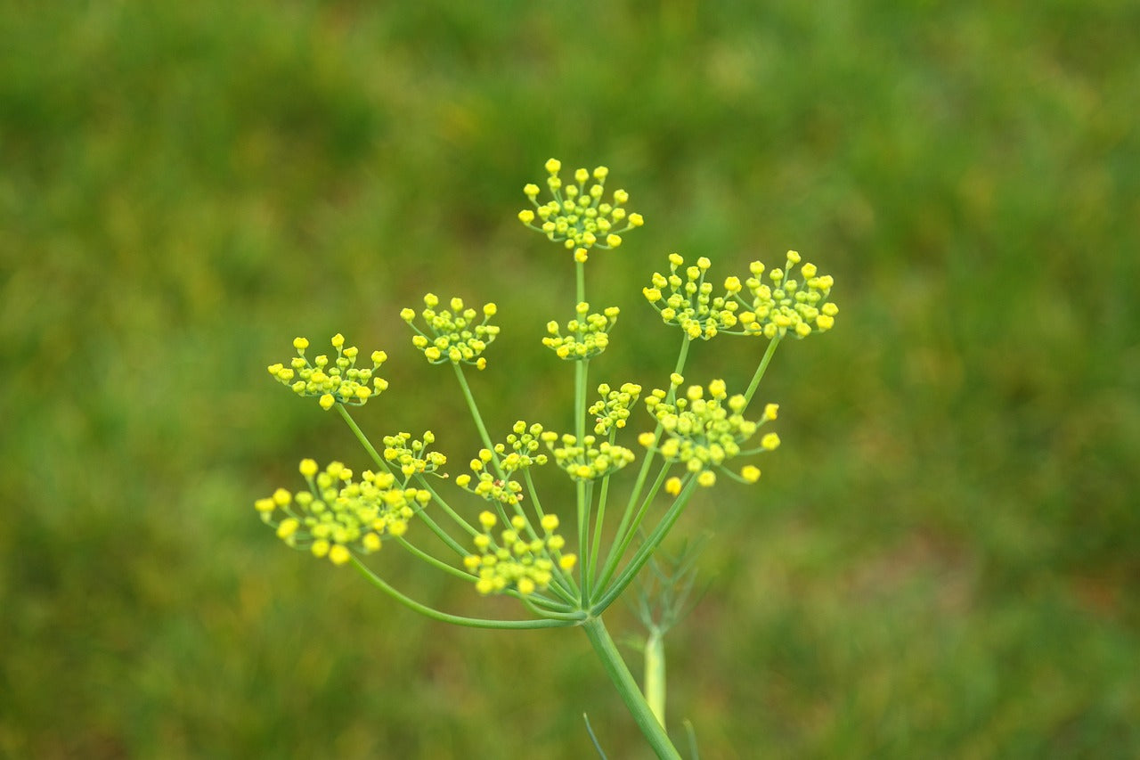 Fennel Sweet 甜茴香精油 – Loi Aromatherapy